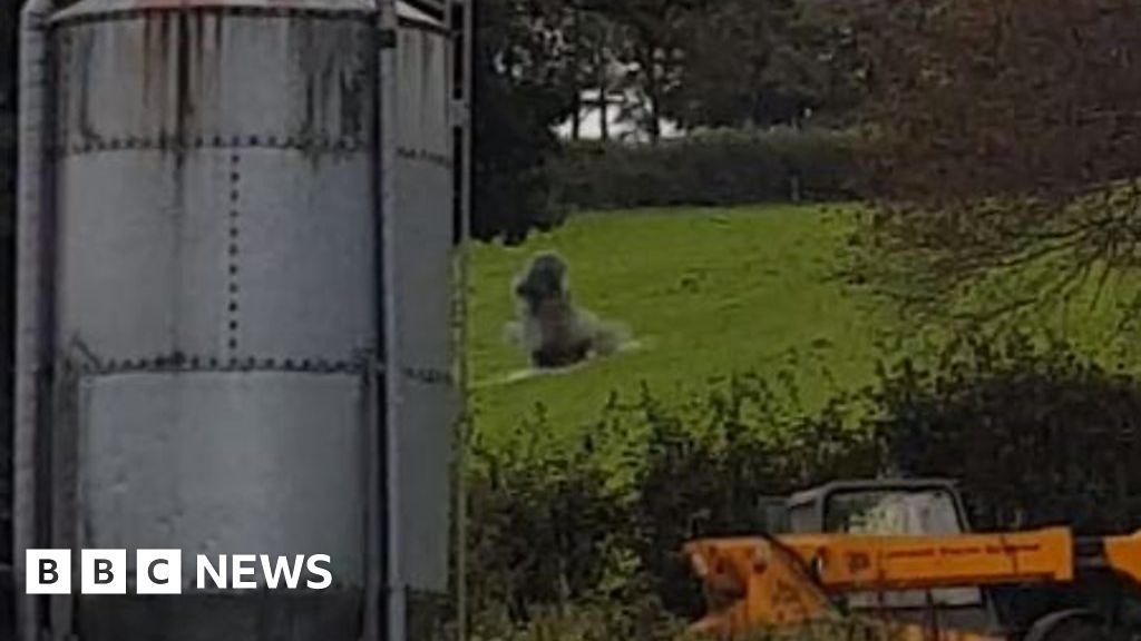 WW1 bomb 'used as doorstop' - BBC News