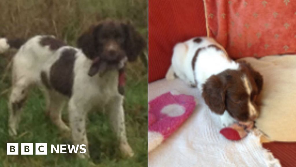 Mother and five puppies taken from kennels in Farlow - BBC News