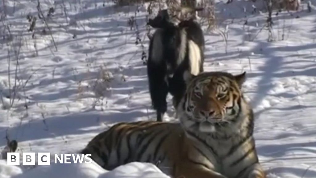 Timur the goat and Amur the tiger split up after fight - BBC News