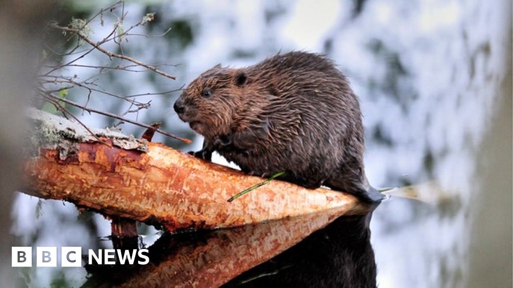 Rising beaver numbers in Tayside worry farmers - BBC News