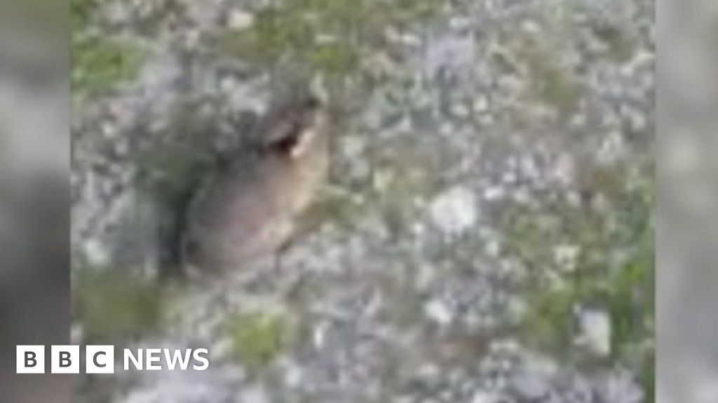 Lincolnshire man filmed himself kicking rabbit across field - BBC News