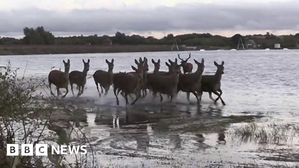 Wildlife expert captures deer and stag mating ritual - BBC News