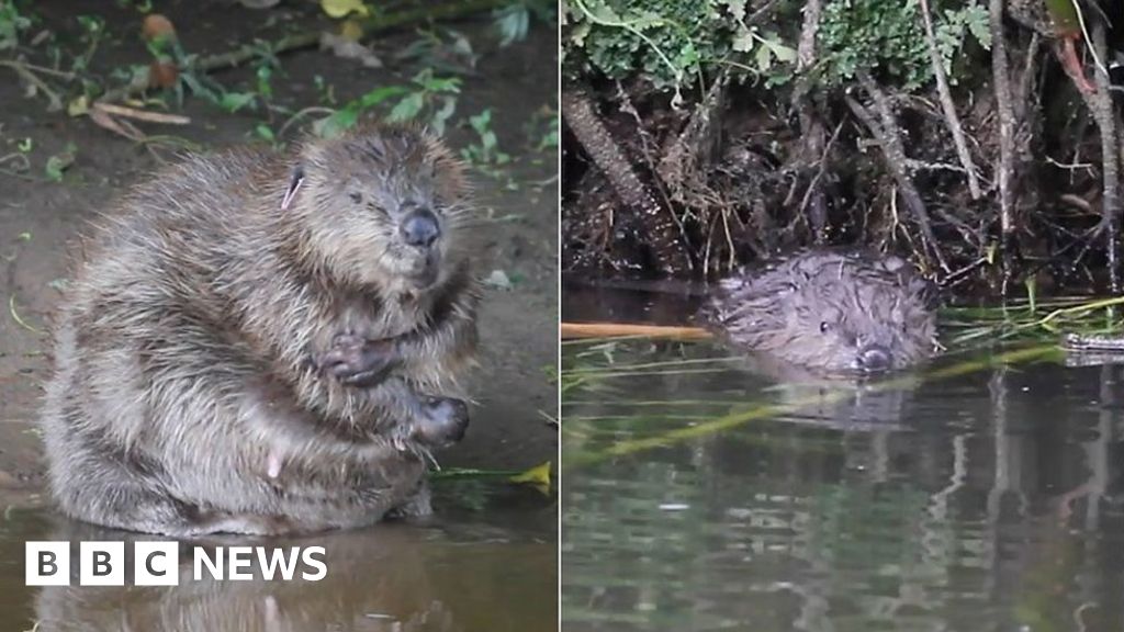 Wild beavers give birth in east Devon - BBC News