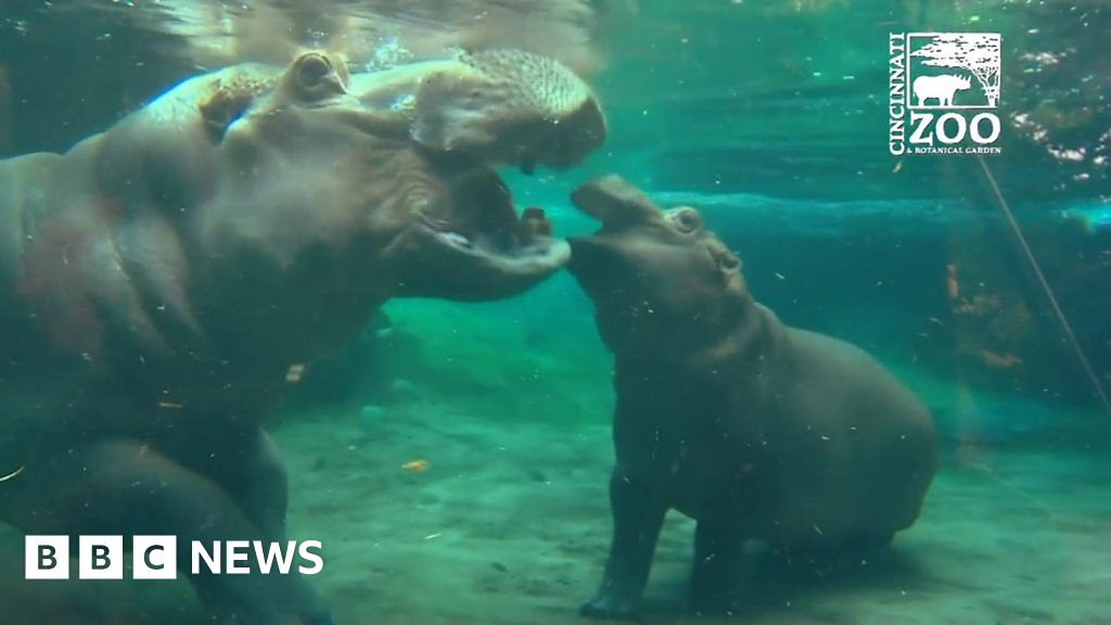 Henry the hippo reunites with his baby Fiona - BBC News