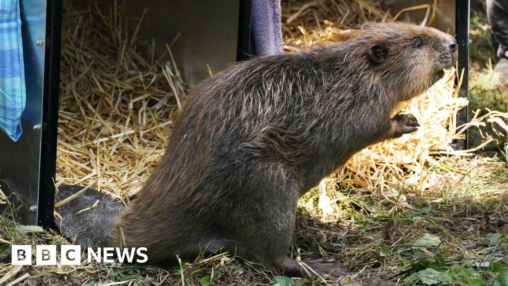 Wallington: Beaver family released on Northumberland estate
