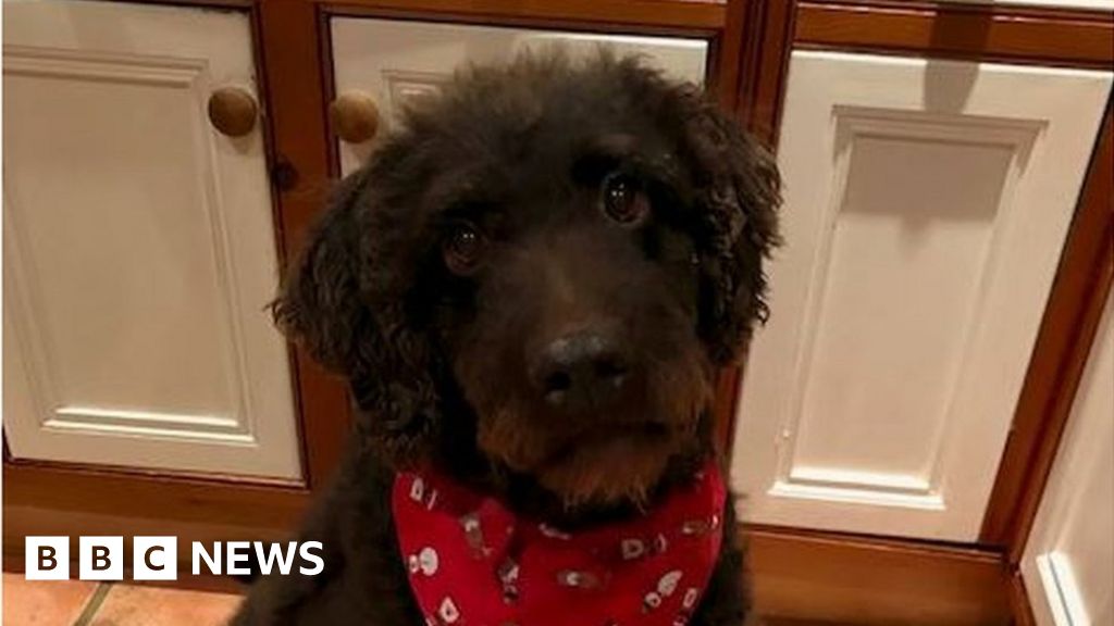 Dog survives for five months with kebab stick in chest - BBC News