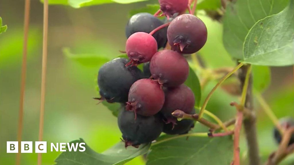 Juneberry: The latest super berry is being grown in Worcestershire