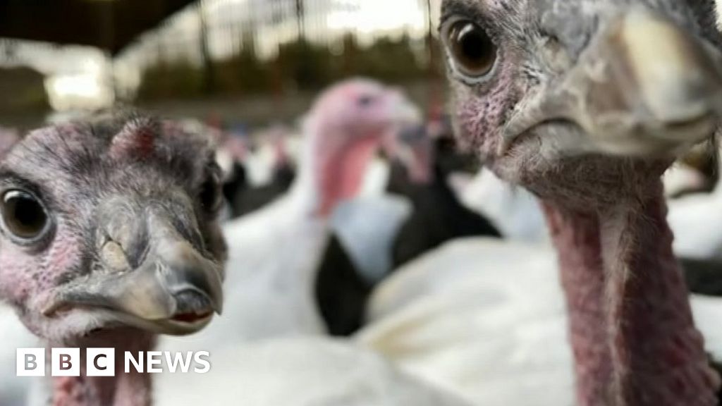 Brexit: East Anglian turkey farmers warn of Christmas shortage