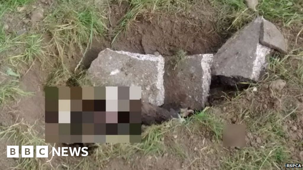 Stoke-on-Trent puppies found dead in shallow grave - BBC News