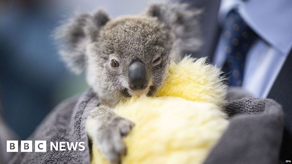 Why Australia probably doesn't need more koala mittens - BBC News