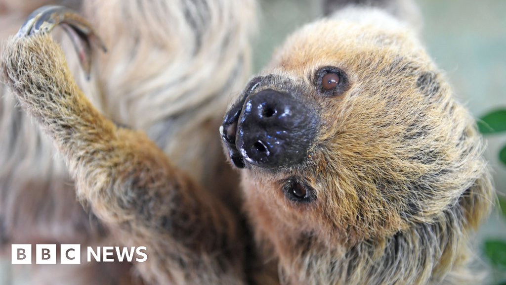 Germany celebrates world's oldest sloth - BBC News