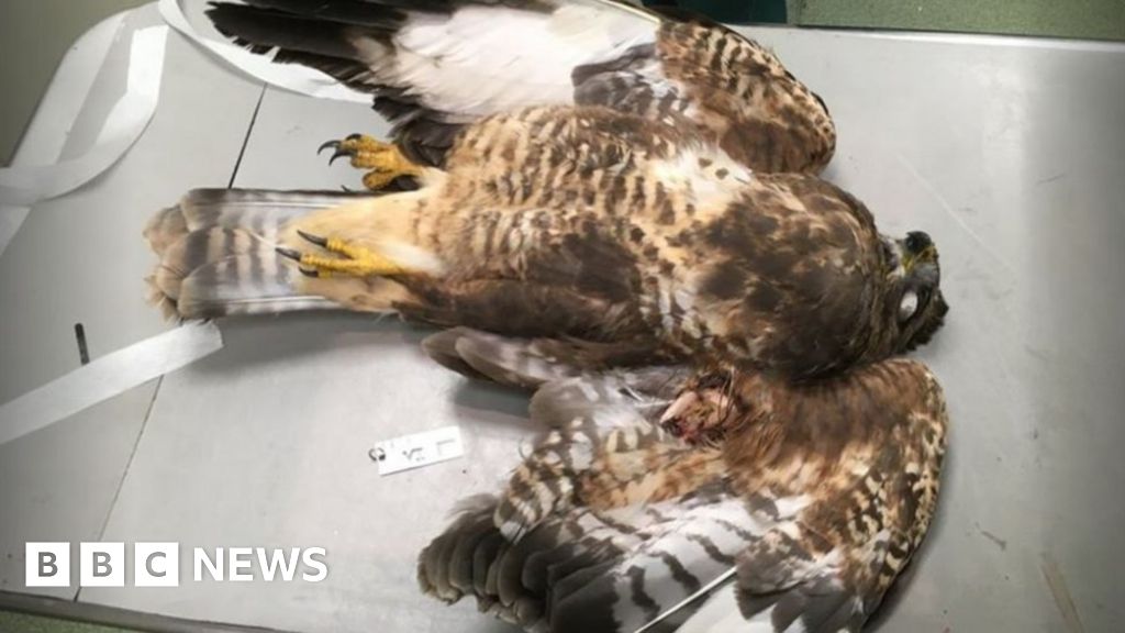Appeal after birds of prey shot in North Yorkshire