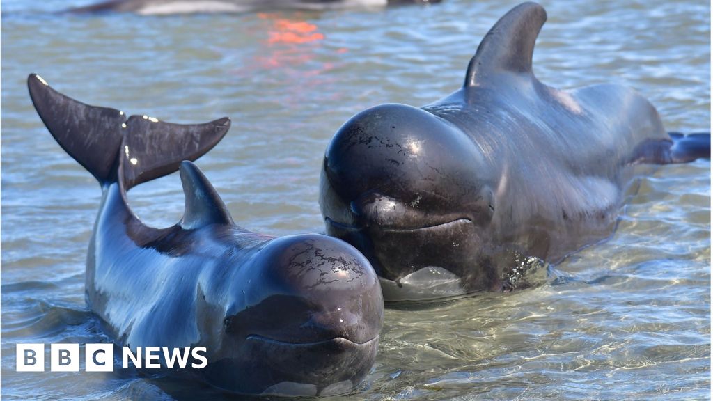 What makes this New Zealand beach a whale graveyard? - BBC News