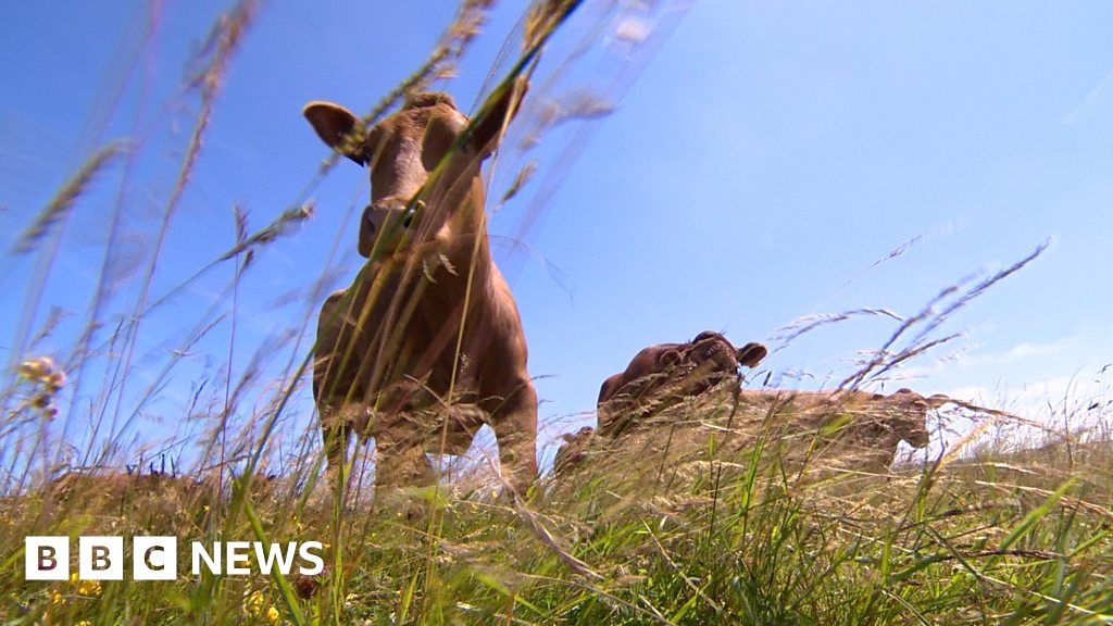 The Kent Downs AONB celebrates 50 years - BBC News