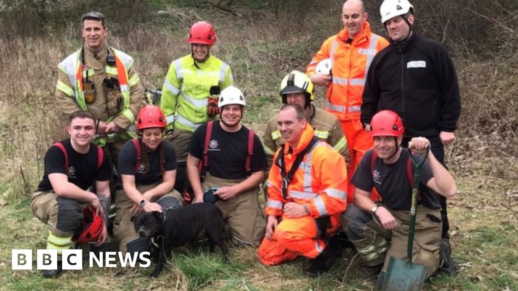 Houghton Regis: Dog rescued from 5m deep storm drain - BBC News