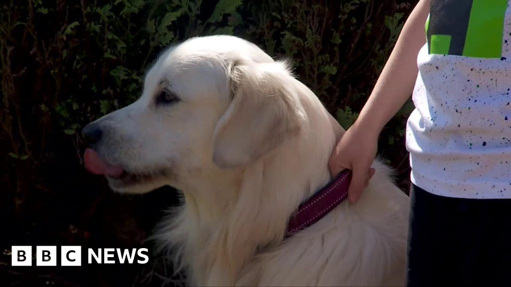 Coronavirus: Meet the school dog making home visits