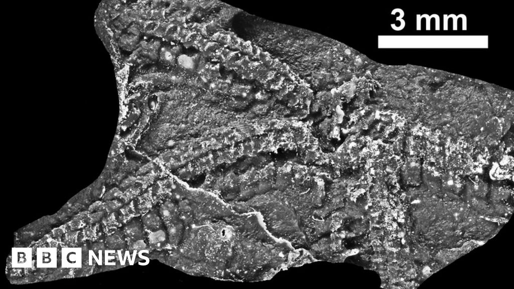 435 million-year-old starfish discovered - BBC News