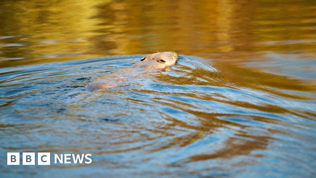 Largest beaver release caught on camera in Nottinghamshire - BBC News