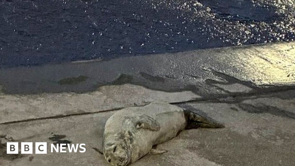 Rescue attempt in Hull for injured and stranded Humber Estuary seal ...