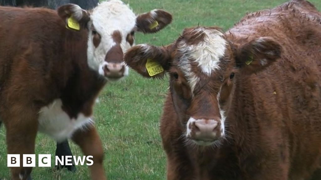 Cows and calves die after eating waste yew cuttings in Hook - BBC News