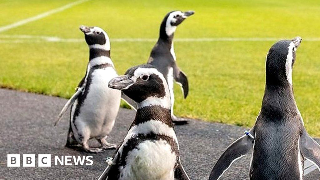 ICYMI: Penguins in public and music for monkeys - BBC News