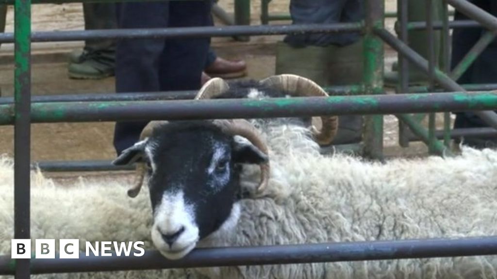 Sheep theft trial: Farmers to be sentenced - BBC News