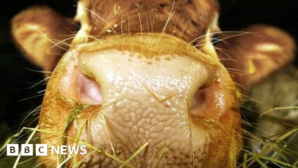 'Mad cow disease' at Aberdeenshire farm after BSE confirmed - BBC News