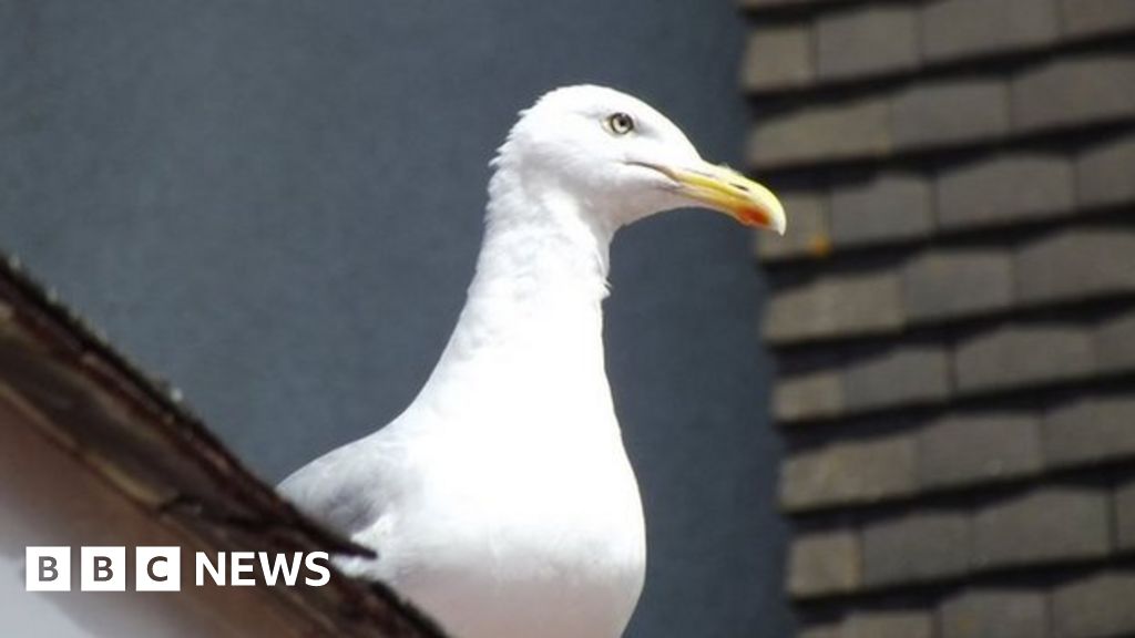 'Hoodie' advice for people in seagull attack areas - BBC News