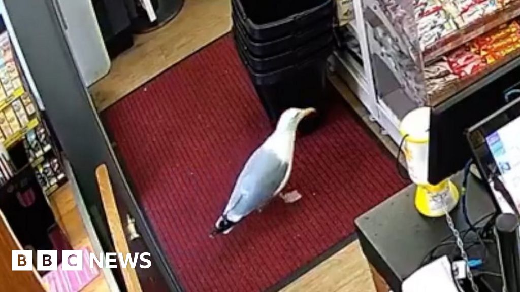 Bangor shop owner catches seagull thief on camera - BBC News