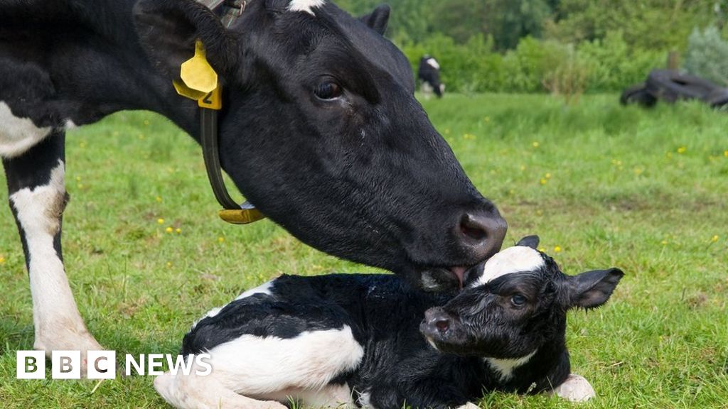 Coronavirus: Social distancing walkers warned to avoid cattle