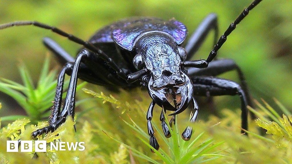 Woman's 50th marked by running 50 Dartmoor tors for beetle