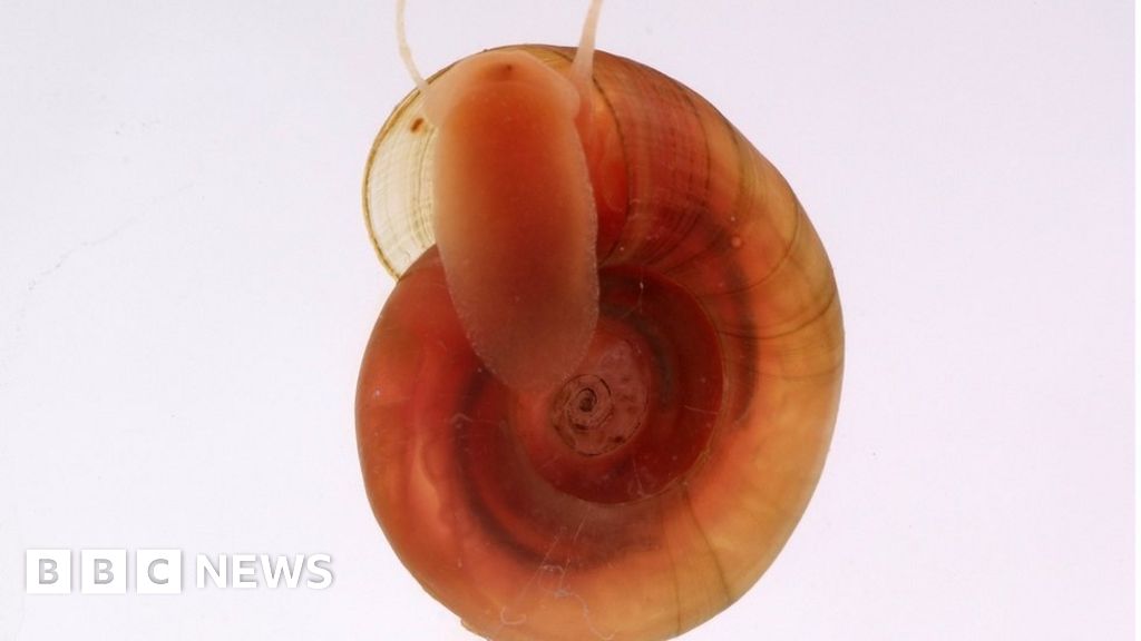 Aberystwyth University research tackles 'killer' snails - BBC News
