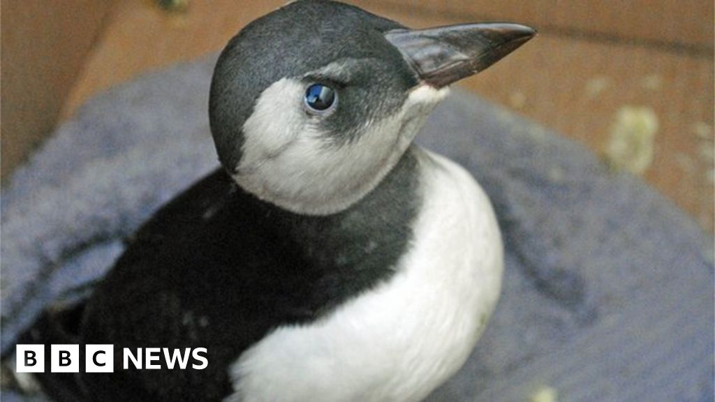 Disorientated pufflings found hiding in coastal town - BBC News
