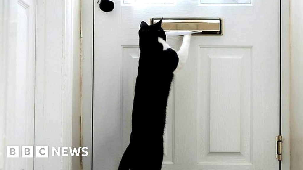 Watch award-winning cat collect post for deaf owner - BBC News
