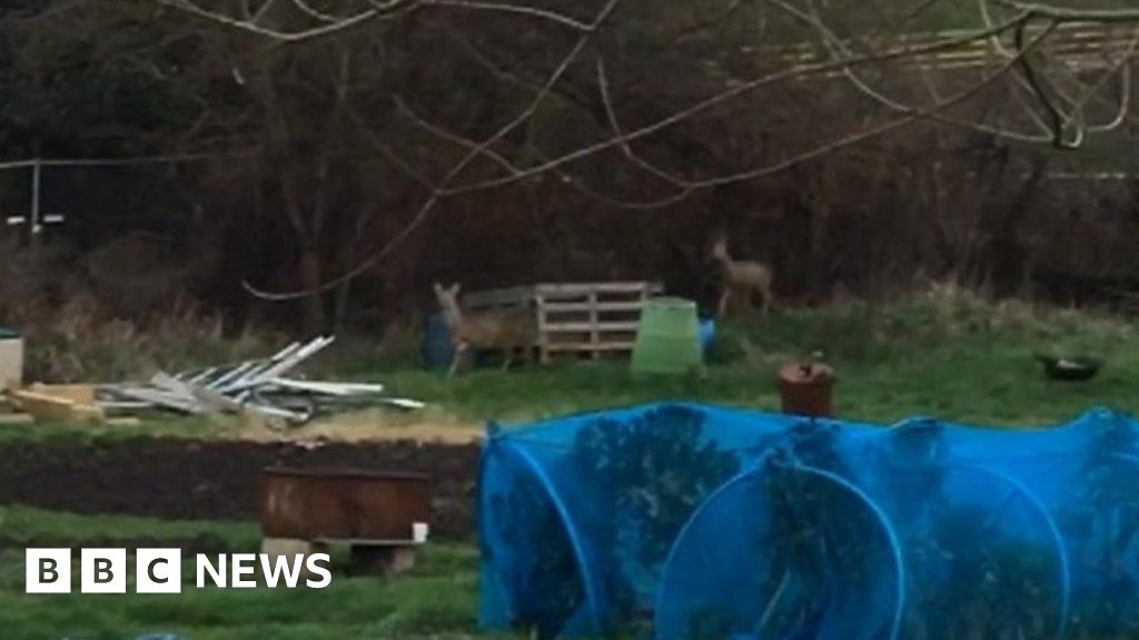 Deer trapped in Bristol allotments by MetroBus works - BBC News