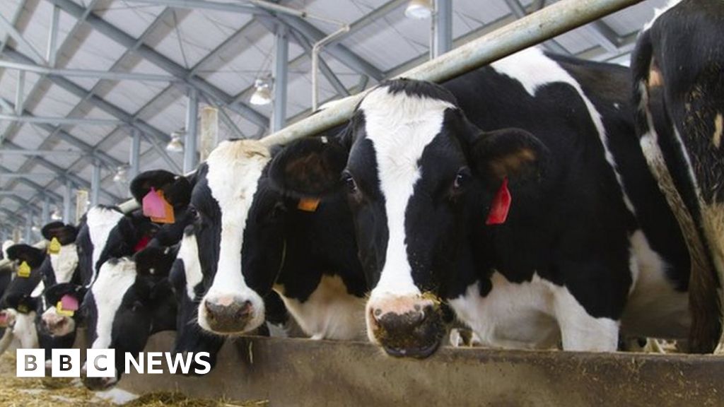 BSE 'mad cow disease' identified in dead cow - BBC News