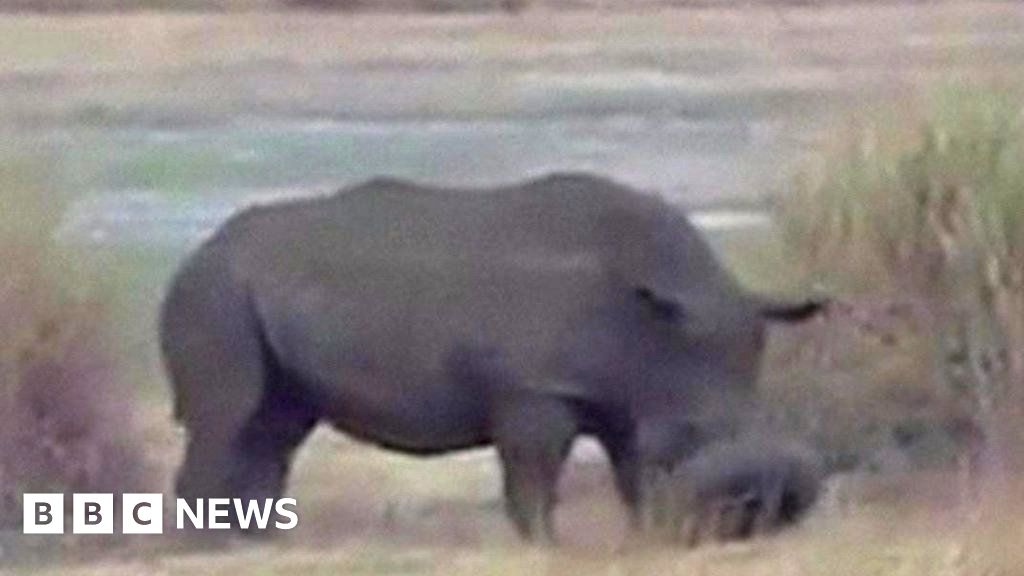 Zimbabwe rhino with a tyre stuck round its snout - BBC News