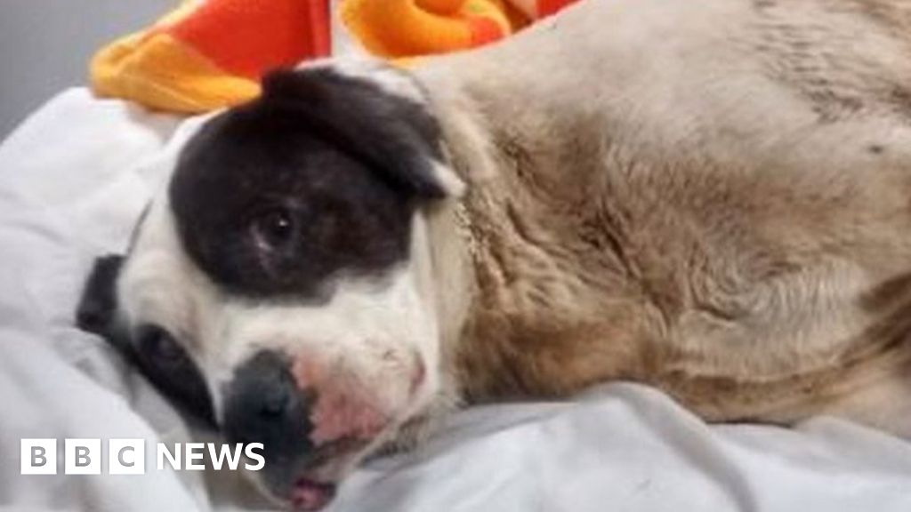 Bin-bag dog put down after being dumped 'like rubbish' - BBC News