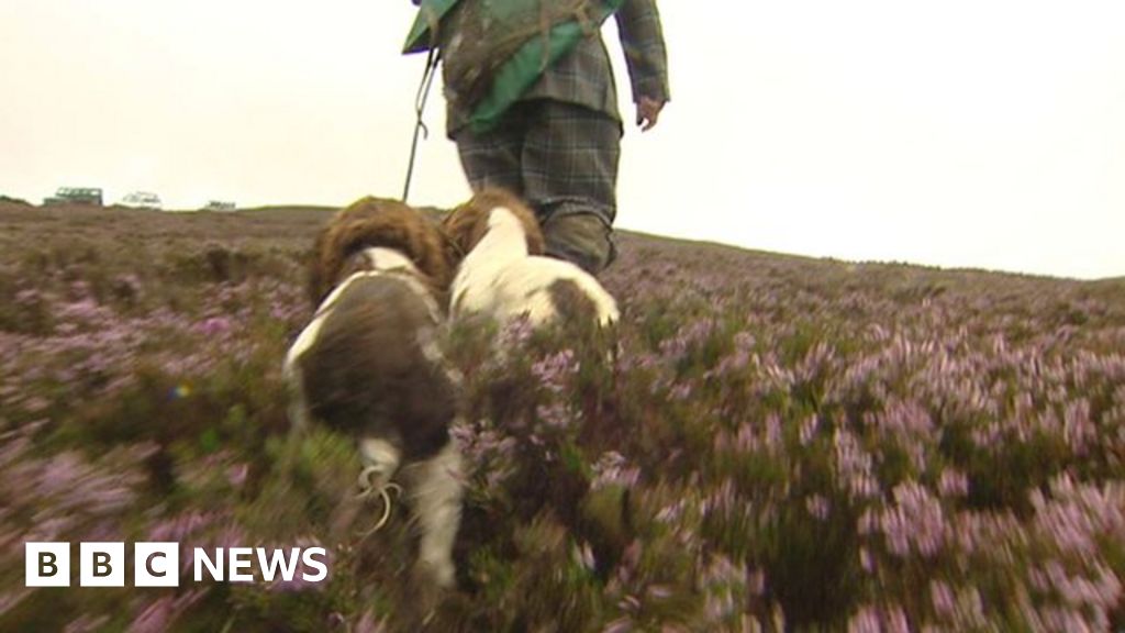 'Glorious twelfth' kick-starts grouse moor campaign - BBC News