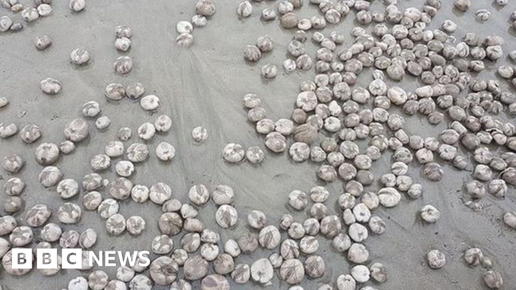 Hundreds of sea potatoes cover Penzance beach
