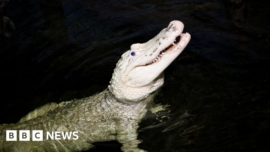 Nebraska zoo extracts 70 coins from white alligator's stomach