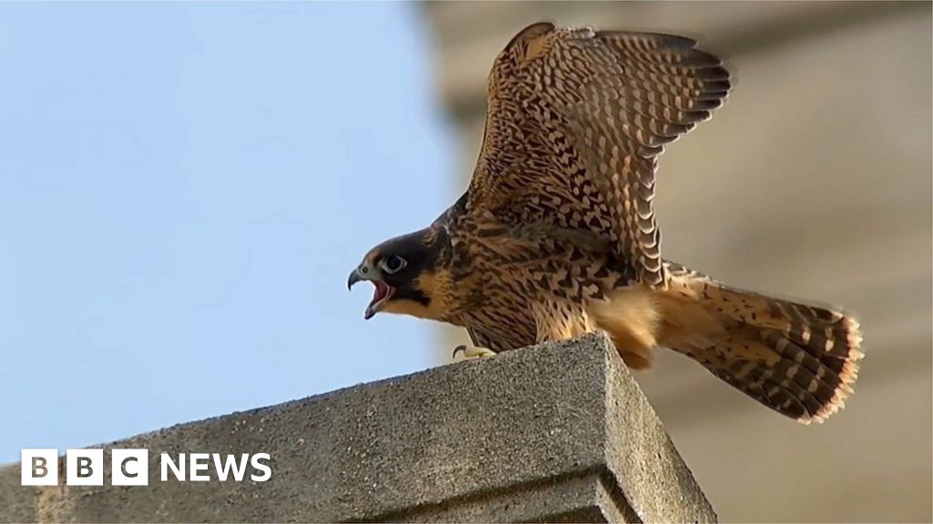 New West Yorkshire project aims to keep peregrine falcons in county ...