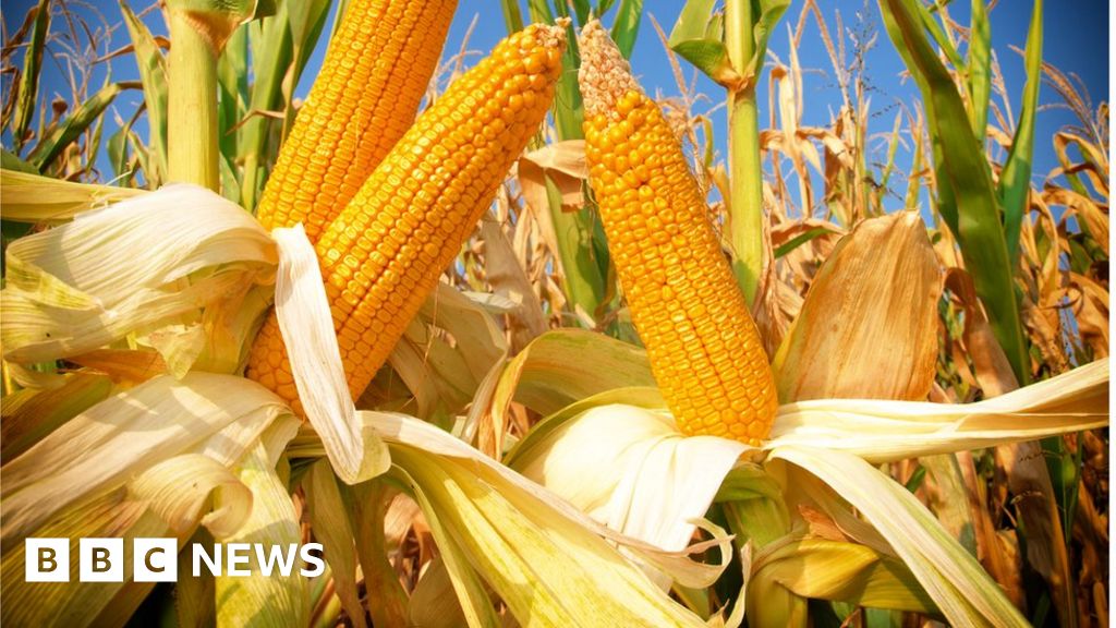 Ancient corn cob shows how maize conquered the world - BBC News