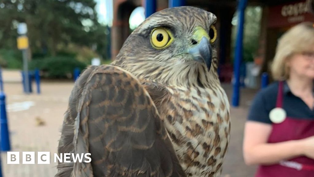 Hawk freed from Chelmsford shop's rafters