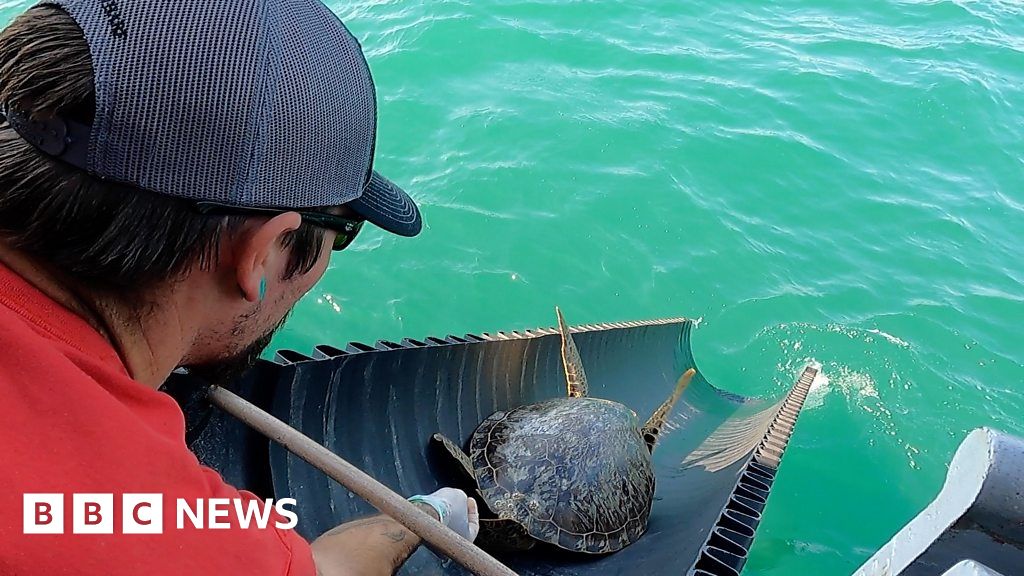 Texas sea turtles released back into sea after cold front eases - BBC News
