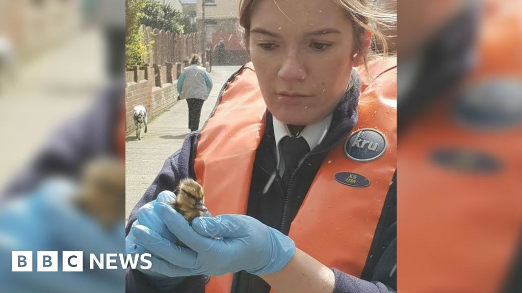 Hull RSPCA officer 'spat at' while rescuing swan