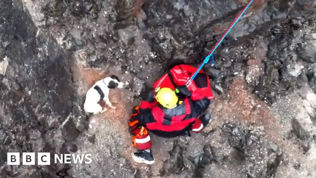 Firefighters rescued dog from Yate quarry after drone search - BBC News