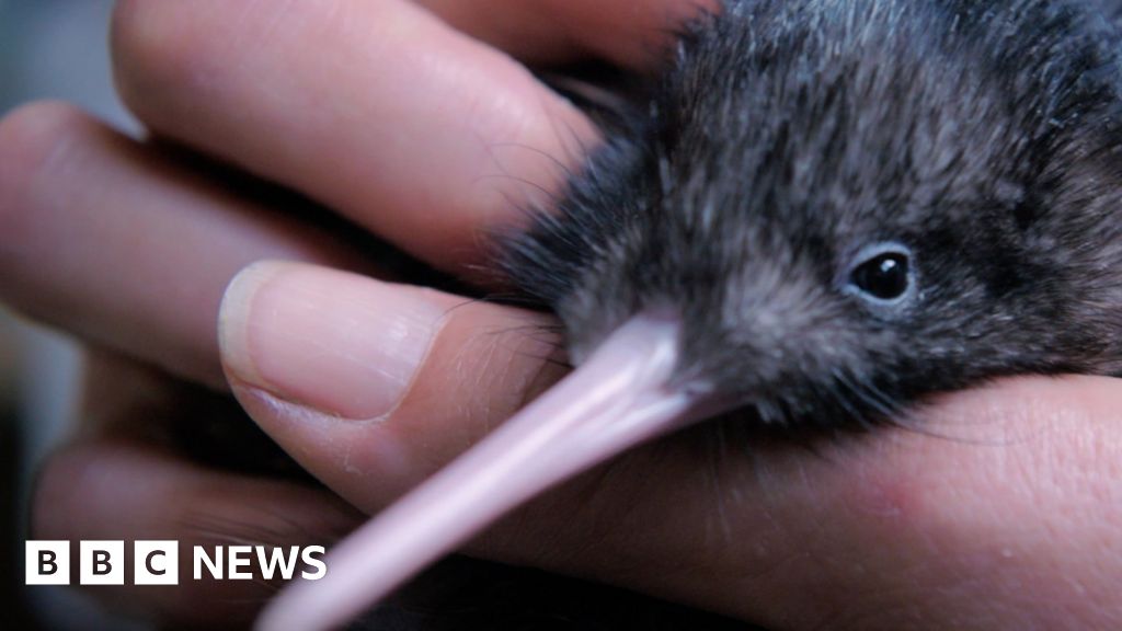 Iconic kiwi could be extinct in 50 years - BBC News
