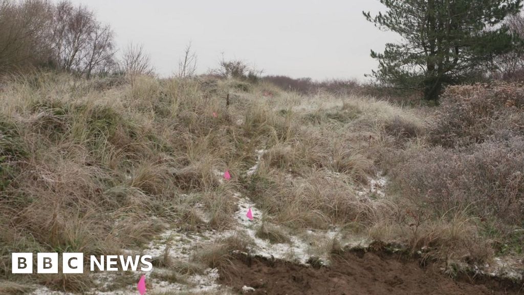 Invasive plant removed from Sefton dunes to protect wildlife - BBC News
