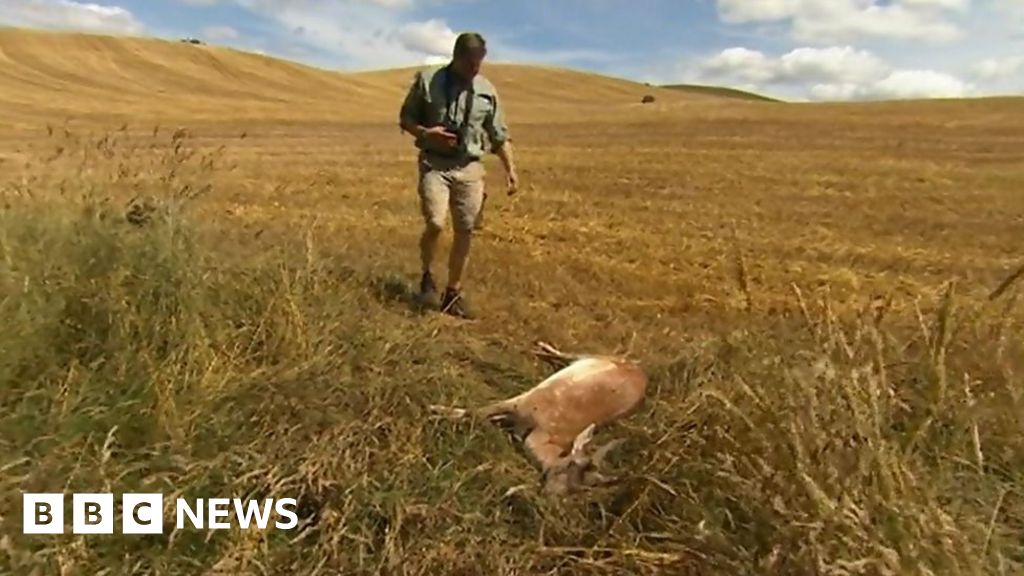 Fifteen deer shot dead in Worcestershire - BBC News